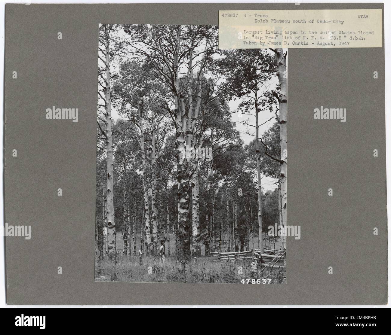 Historical Trees - Utah. Photographs Relating to National Forests ...