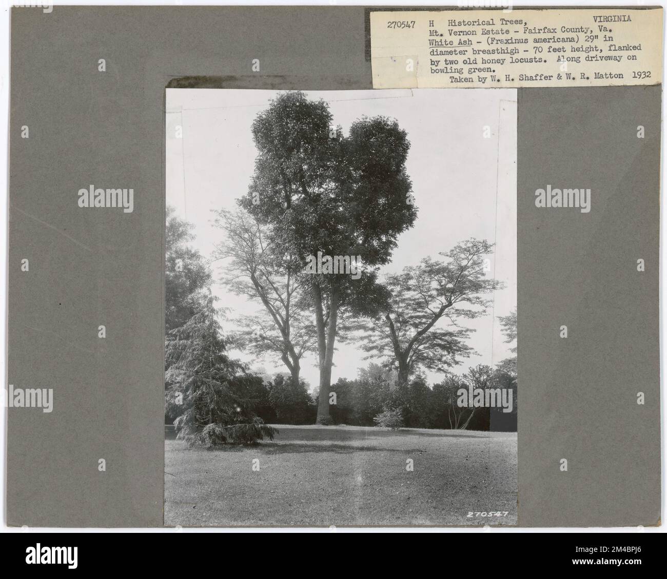 Historical Trees - Virginia. Photographs Relating to National Forests ...