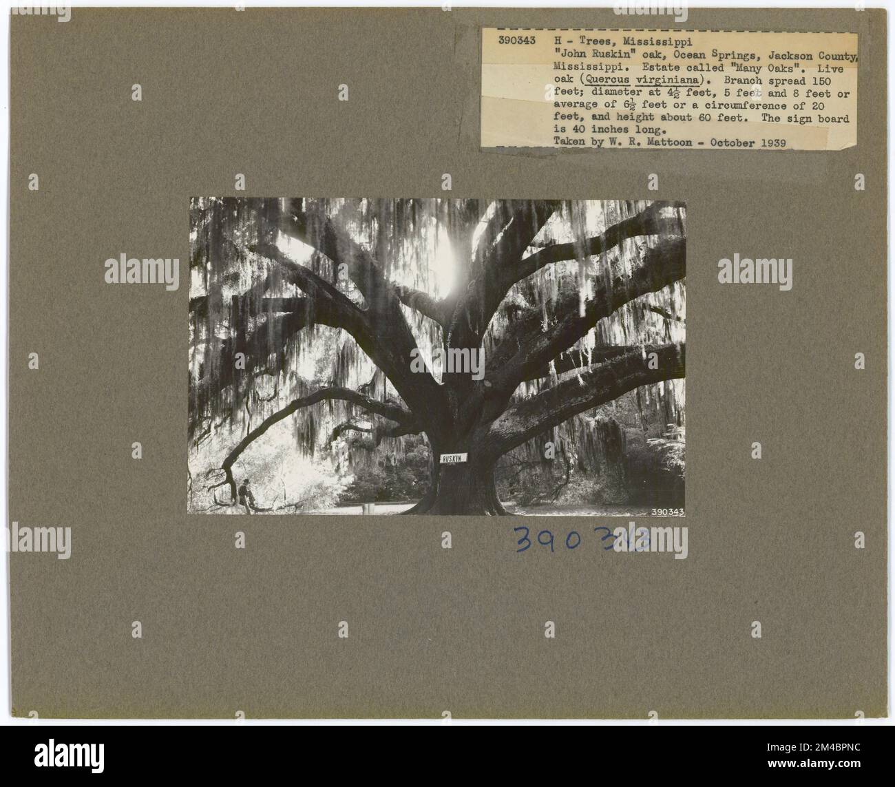 Historical Trees - Mississippi. Photographs Relating to National ...
