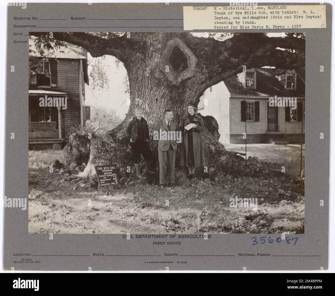 Historical Trees - Maryland. Photographs Relating to National Forests ...