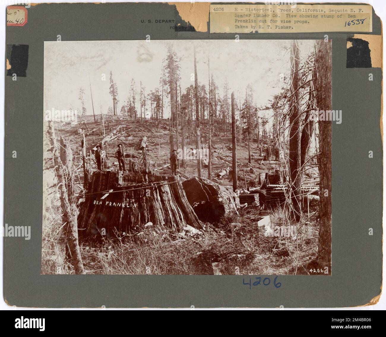 Historical Trees - California. Photographs Relating to National Forests ...
