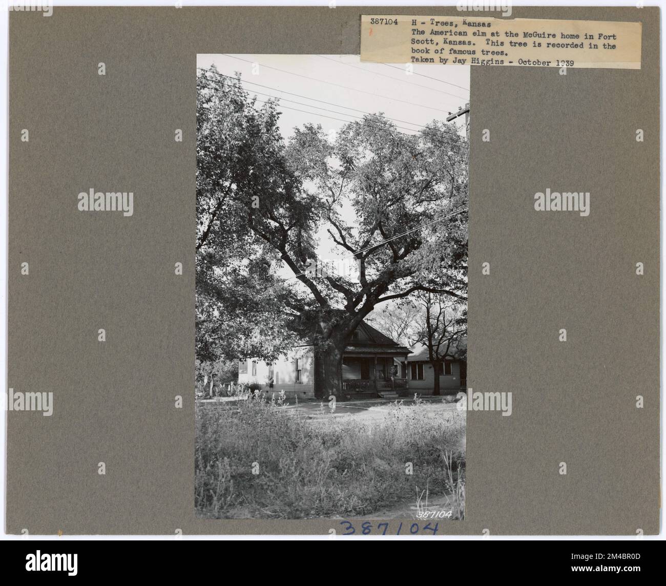 Historical Trees - Kansas. Photographs Relating to National Forests ...
