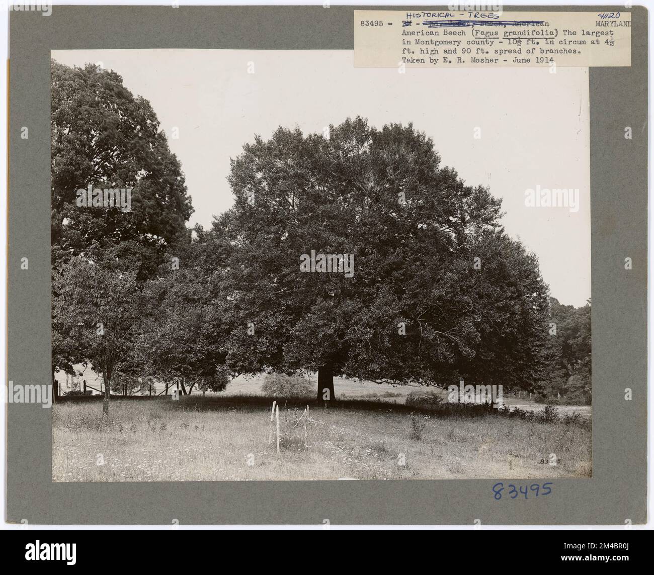 Historical Trees - Maryland. Photographs Relating to National Forests ...