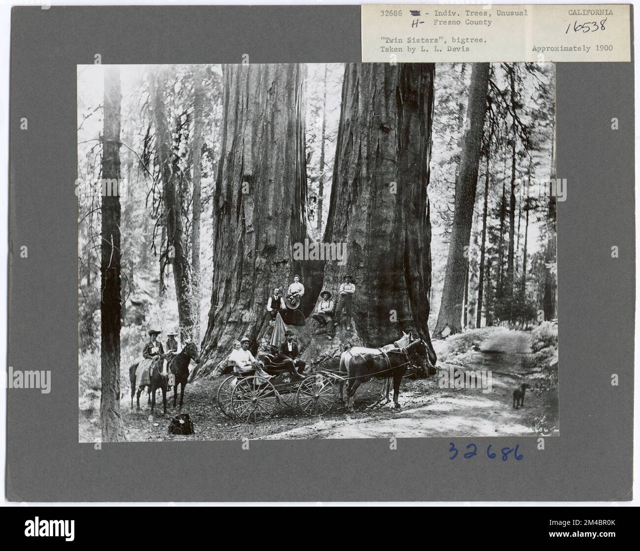 Historical Trees - California. Photographs Relating to National Forests ...