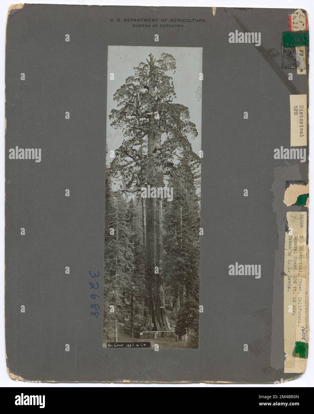 Historical Trees - California. Photographs Relating to National Forests ...