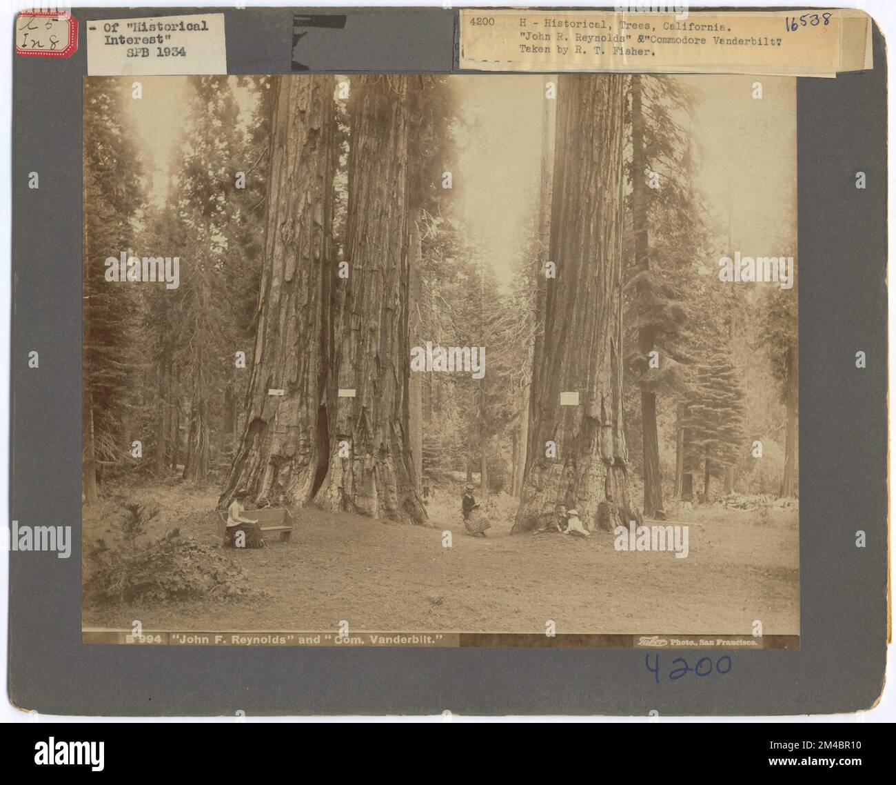 Historical Trees - California. Photographs Relating to National Forests ...