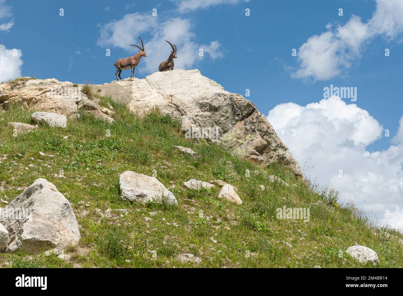 Ibex statue hi-res stock photography and images - Alamy