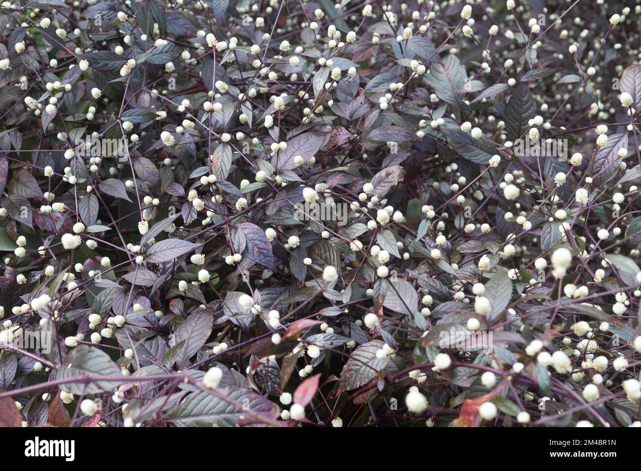 Alternanthera brasiliana - Brazilian joyweed Stock Photo - Alamy