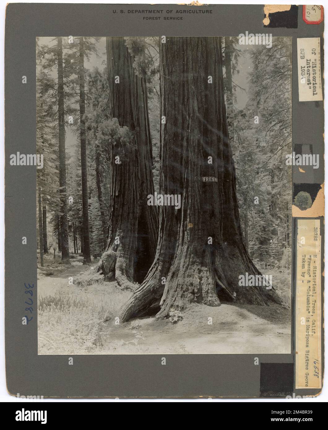 Historical Trees - California. Photographs Relating to National Forests ...