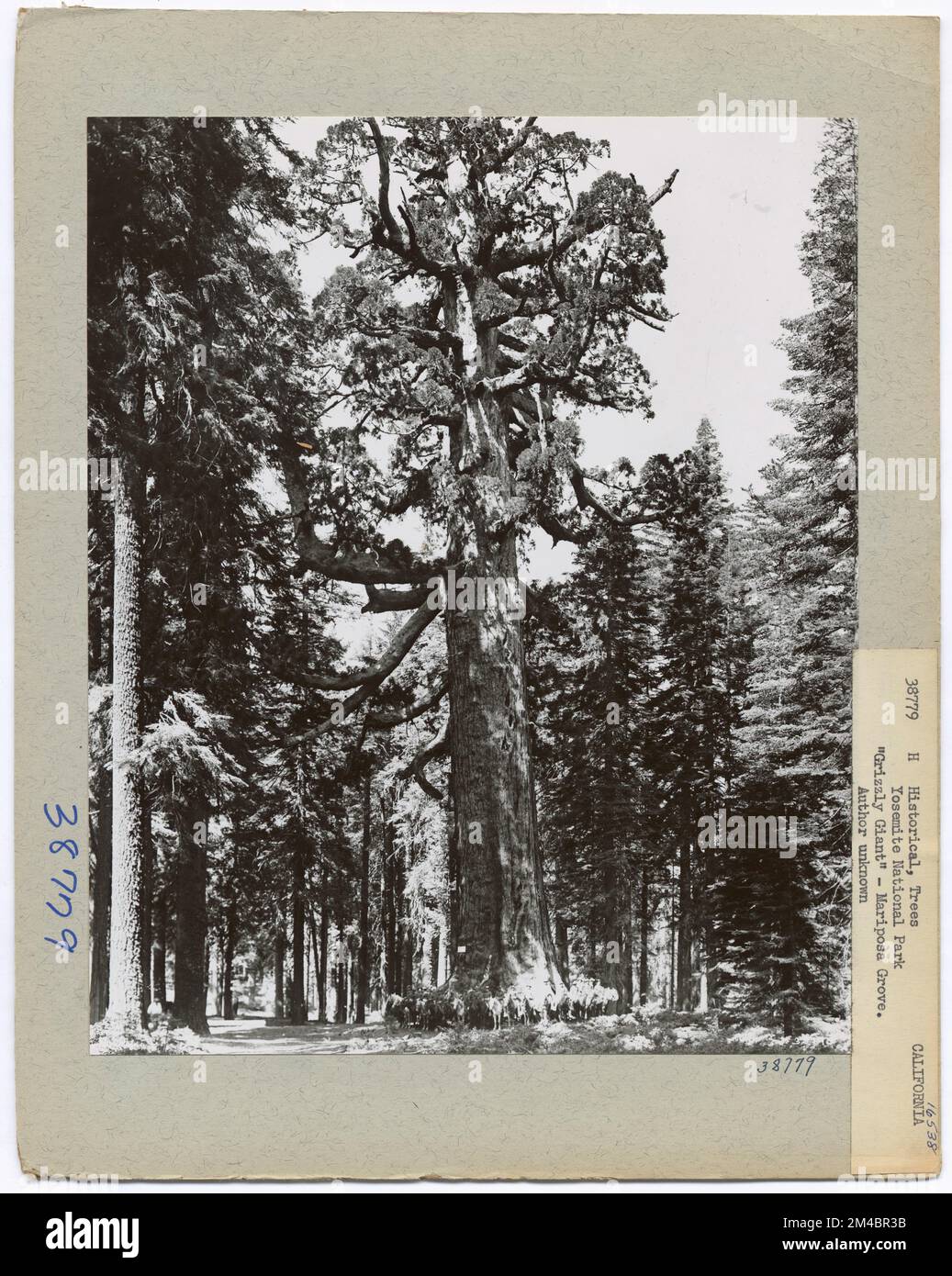 Historical Trees - California. Photographs Relating to National Forests ...