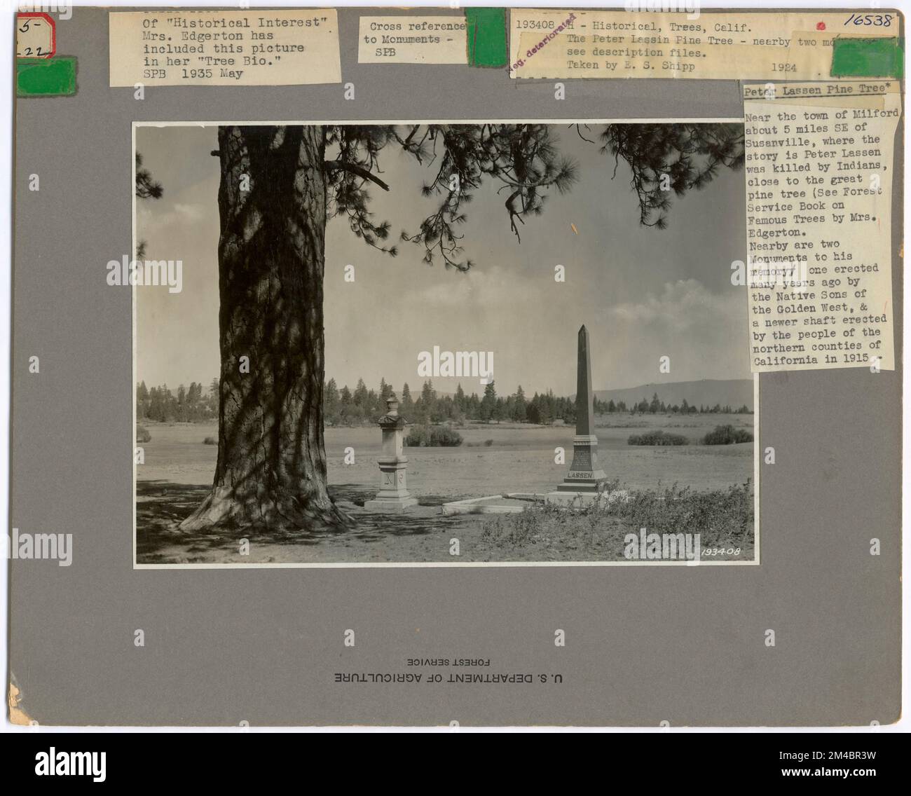 Historical Trees - California. Photographs Relating to National Forests ...