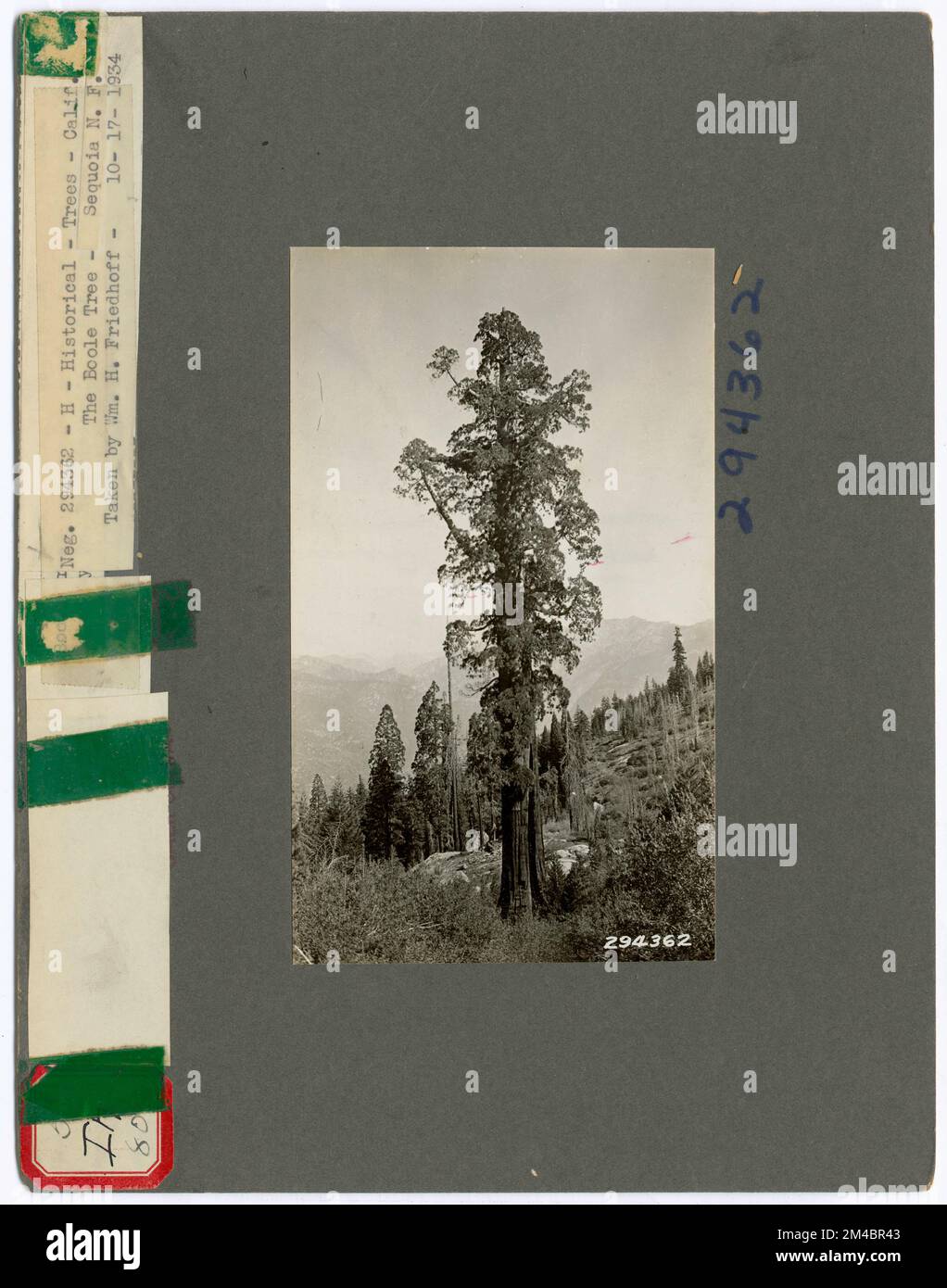 Historical Trees - California. Photographs Relating to National Forests ...