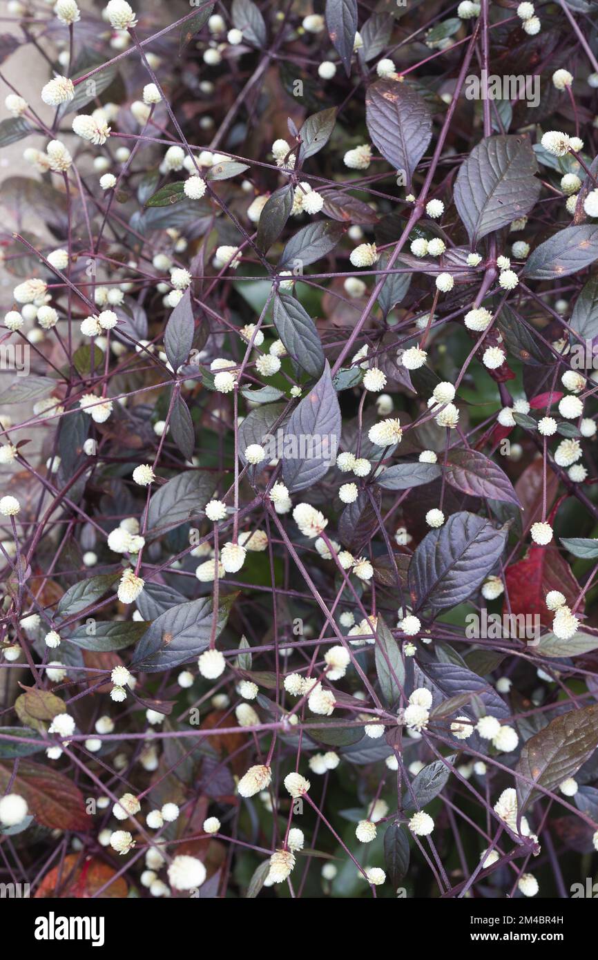 Alternanthera brasiliana - Brazilian joyweed Stock Photo - Alamy