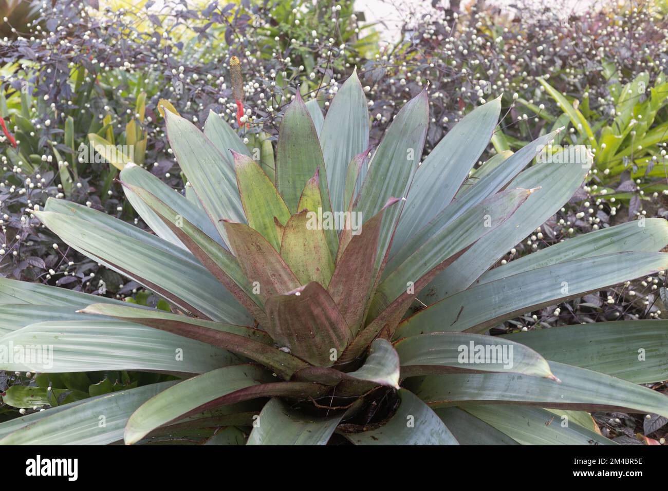 Alcantarea imperialis plant Stock Photo - Alamy
