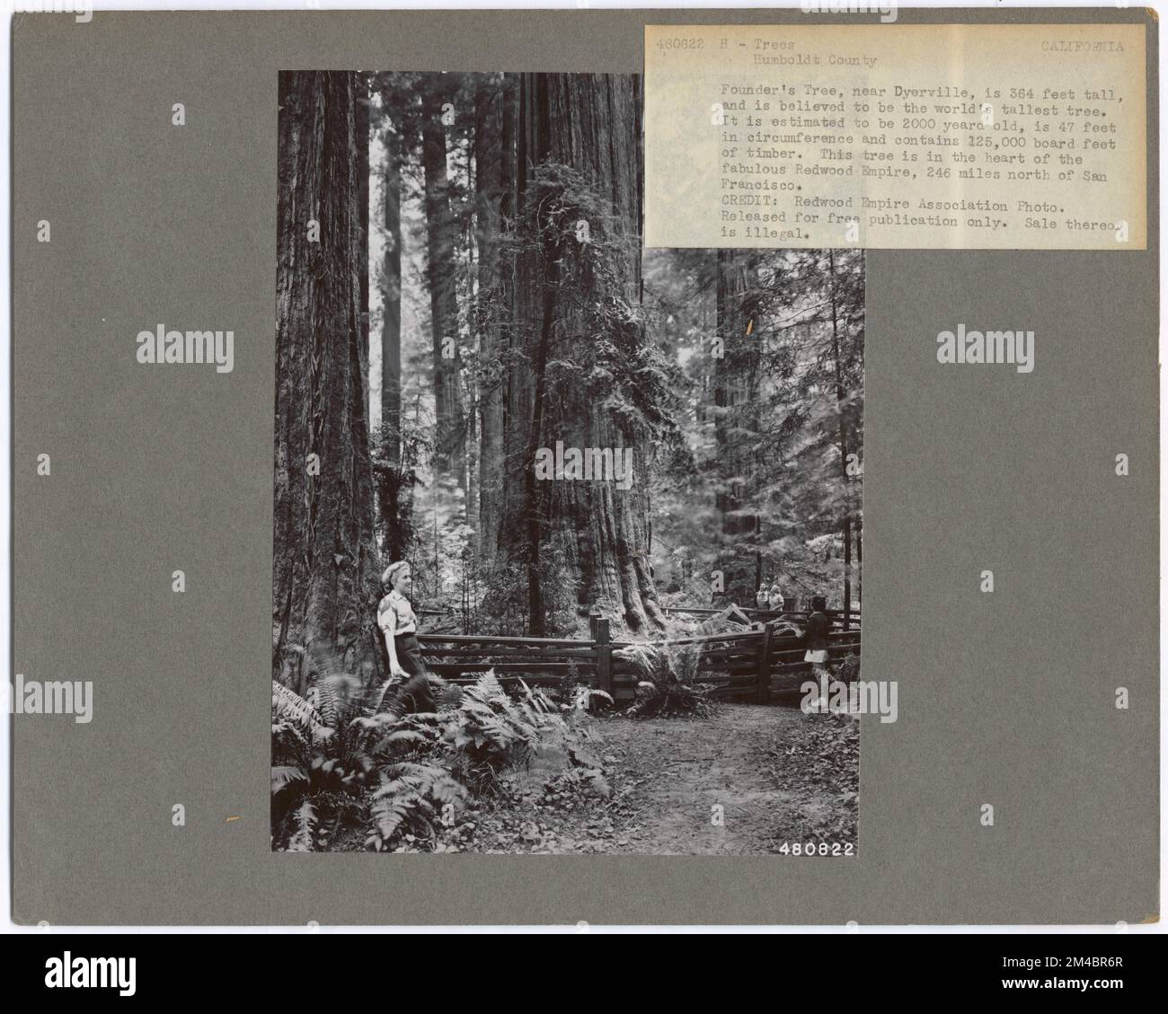 Historical Trees - California. Photographs Relating to National Forests ...