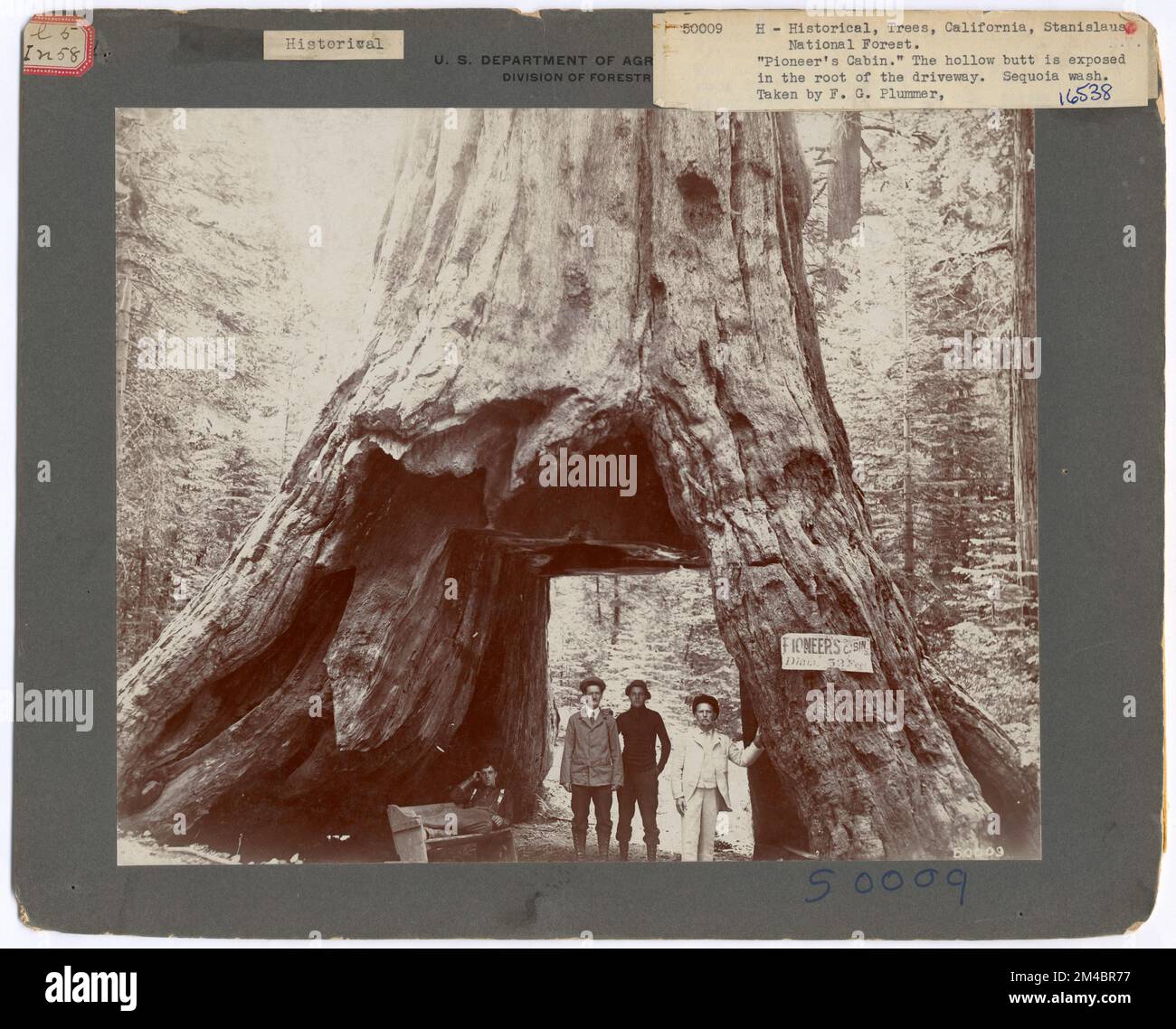 Historical Trees - California. Photographs Relating to National Forests ...