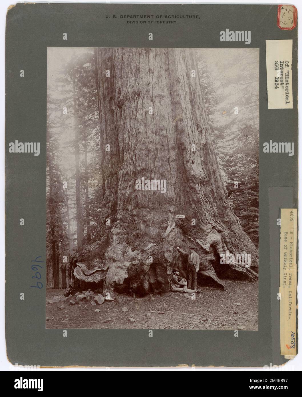 Historical Trees - California. Photographs Relating to National Forests ...