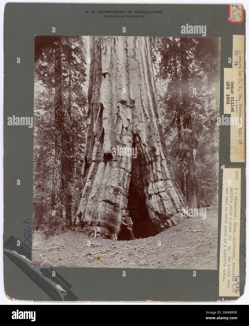 Historical Trees - California. Photographs Relating to National Forests ...