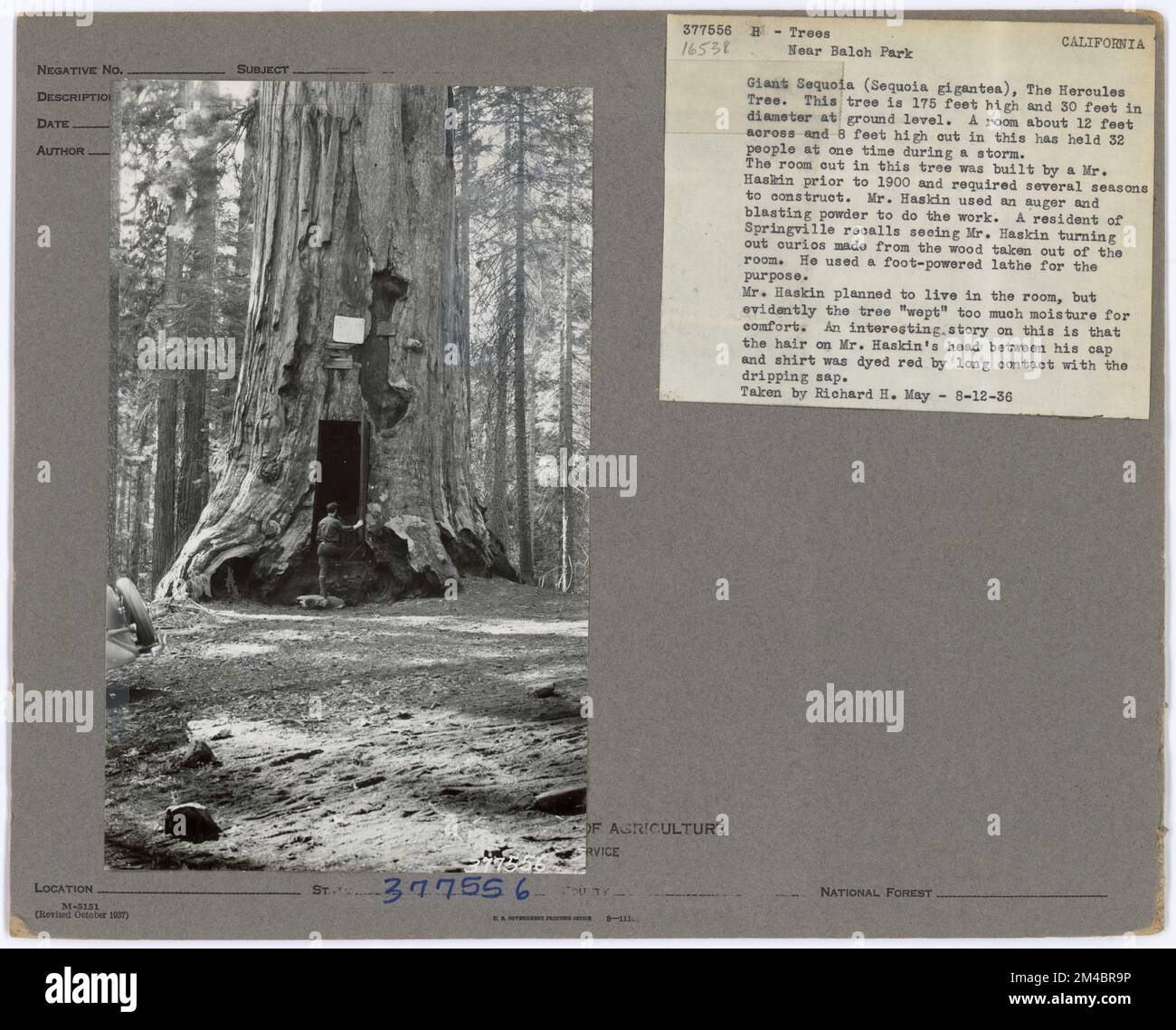 Historical Trees - California. Photographs Relating to National Forests ...