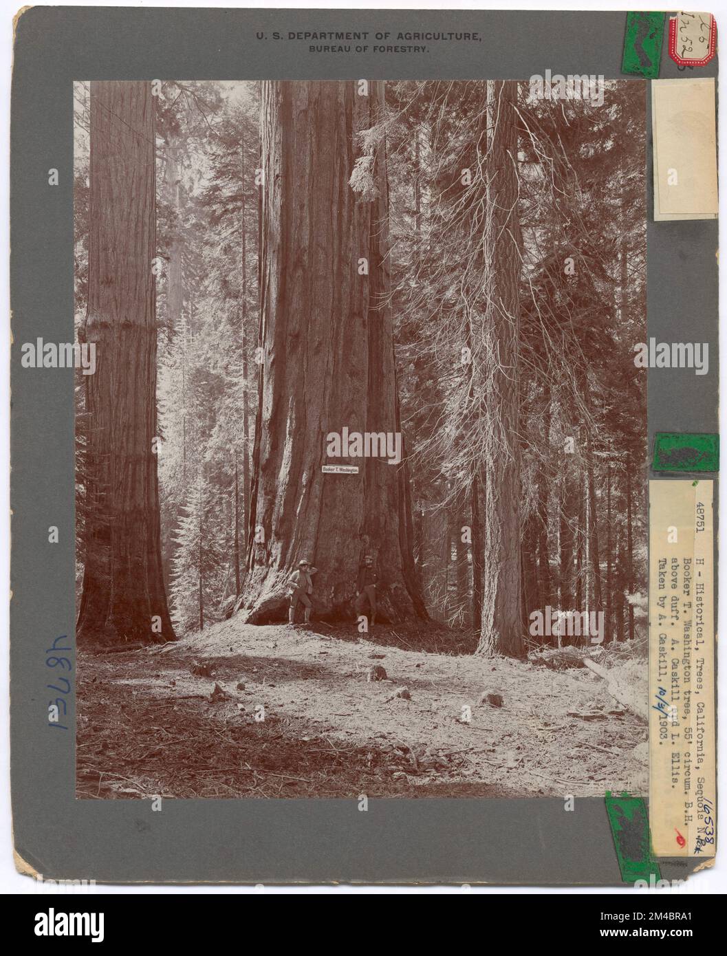 Historical Trees - California. Photographs Relating to National Forests ...