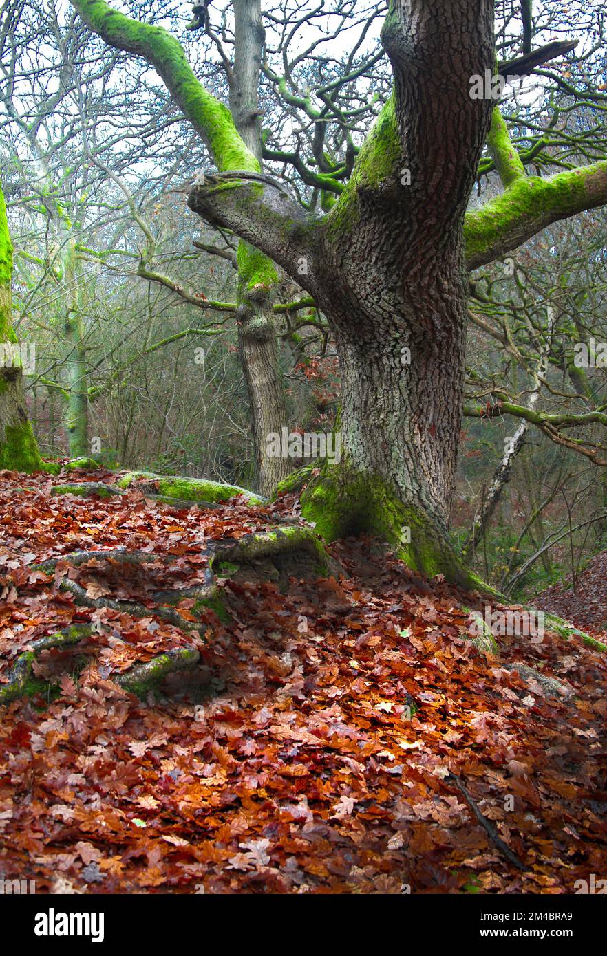 nature, landscape, season, forest, outdoor, sky, background, tree, wood ...