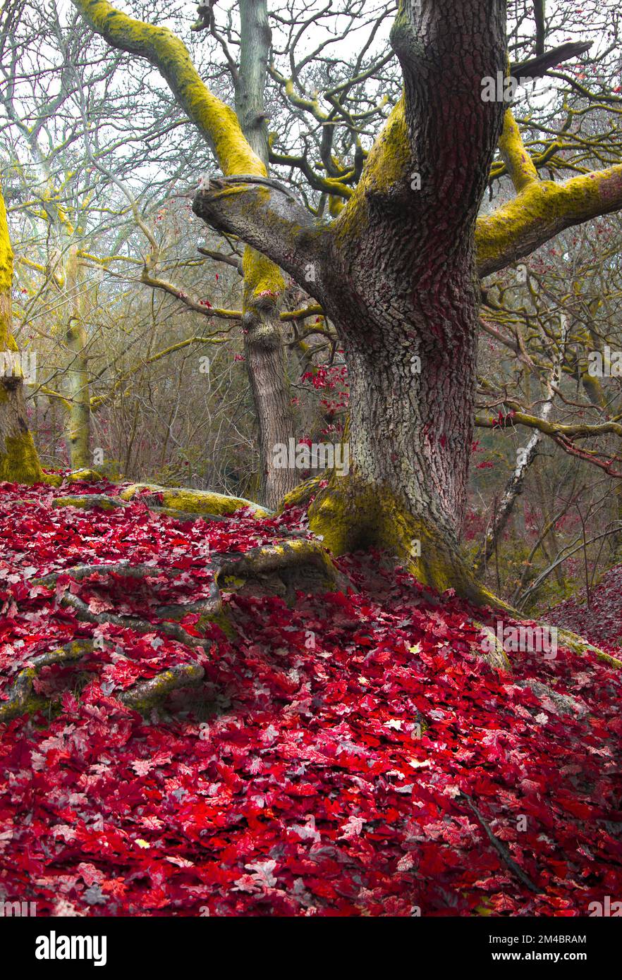 nature, landscape, season, forest, outdoor, sky, background, tree, wood ...