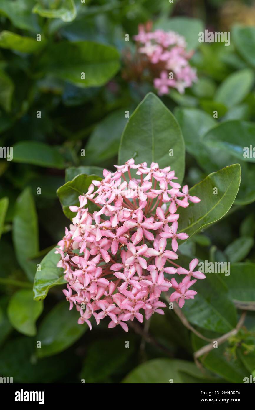 Ixora 'Pink Pixie' flower Stock Photo - Alamy