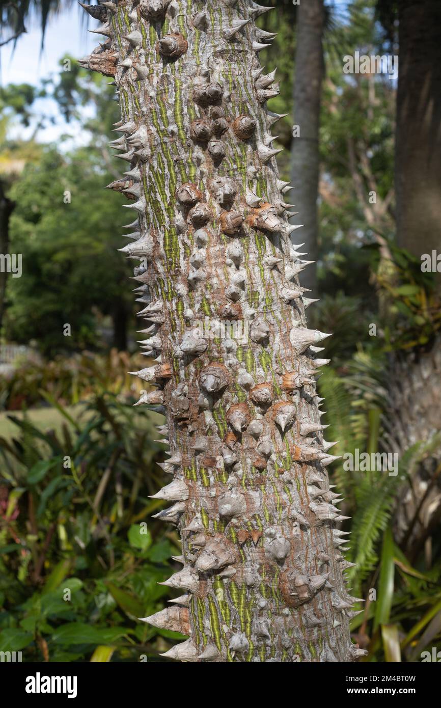 Samauma tree hi-res stock photography and images - Alamy