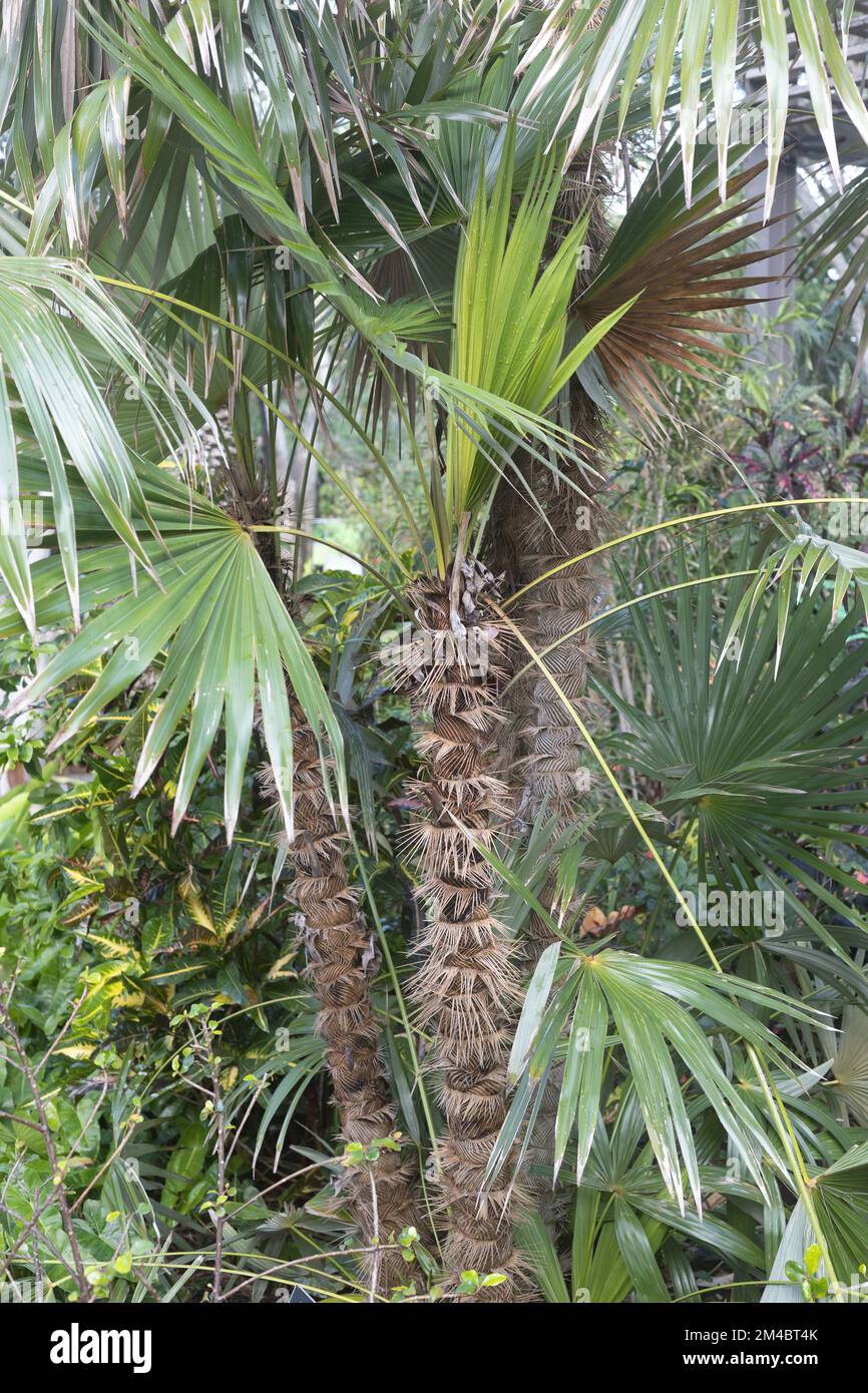 Zombie palm tree hi-res stock photography and images - Alamy