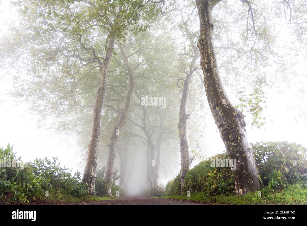 Foggy path lined by large plane trees with a mysterious mood Stock ...
