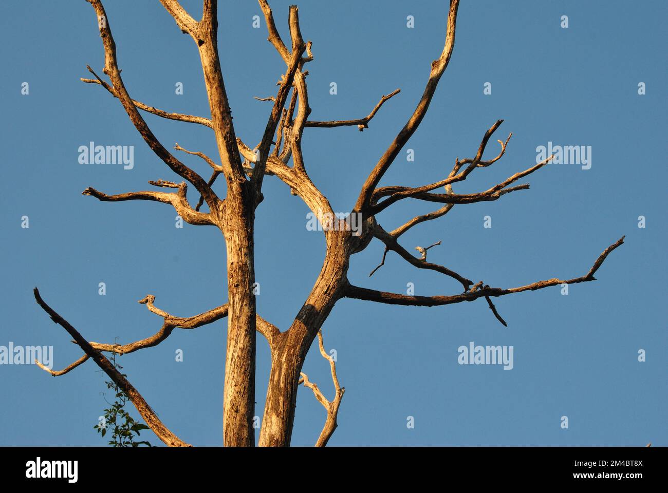 Tropical tree of death hi-res stock photography and images - Alamy