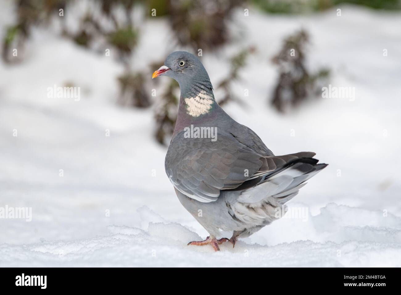 Wood pigeon (Columba palumbus) in the snow, Inverurie, Aberdeenshire ...