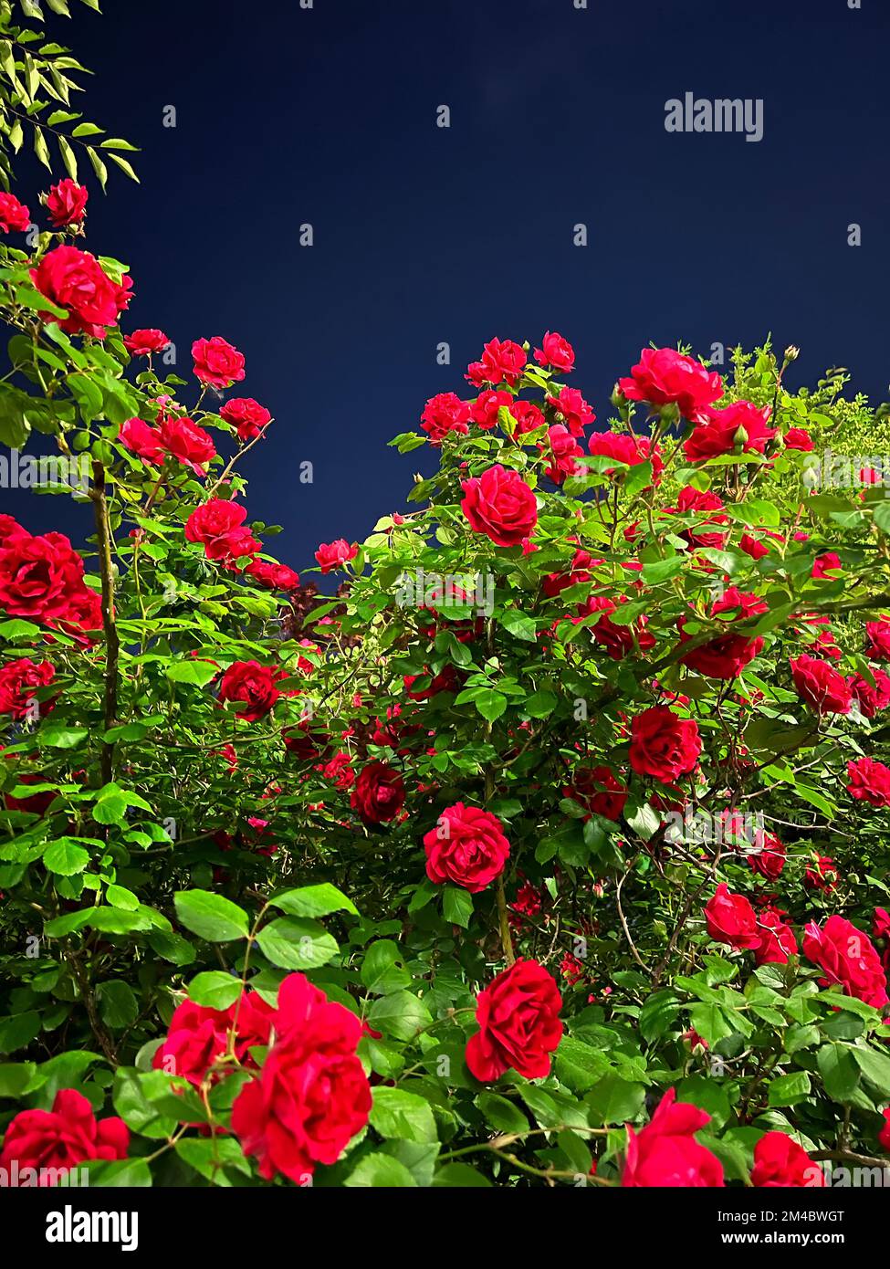 Rose under the sky hi-res stock photography and images - Alamy