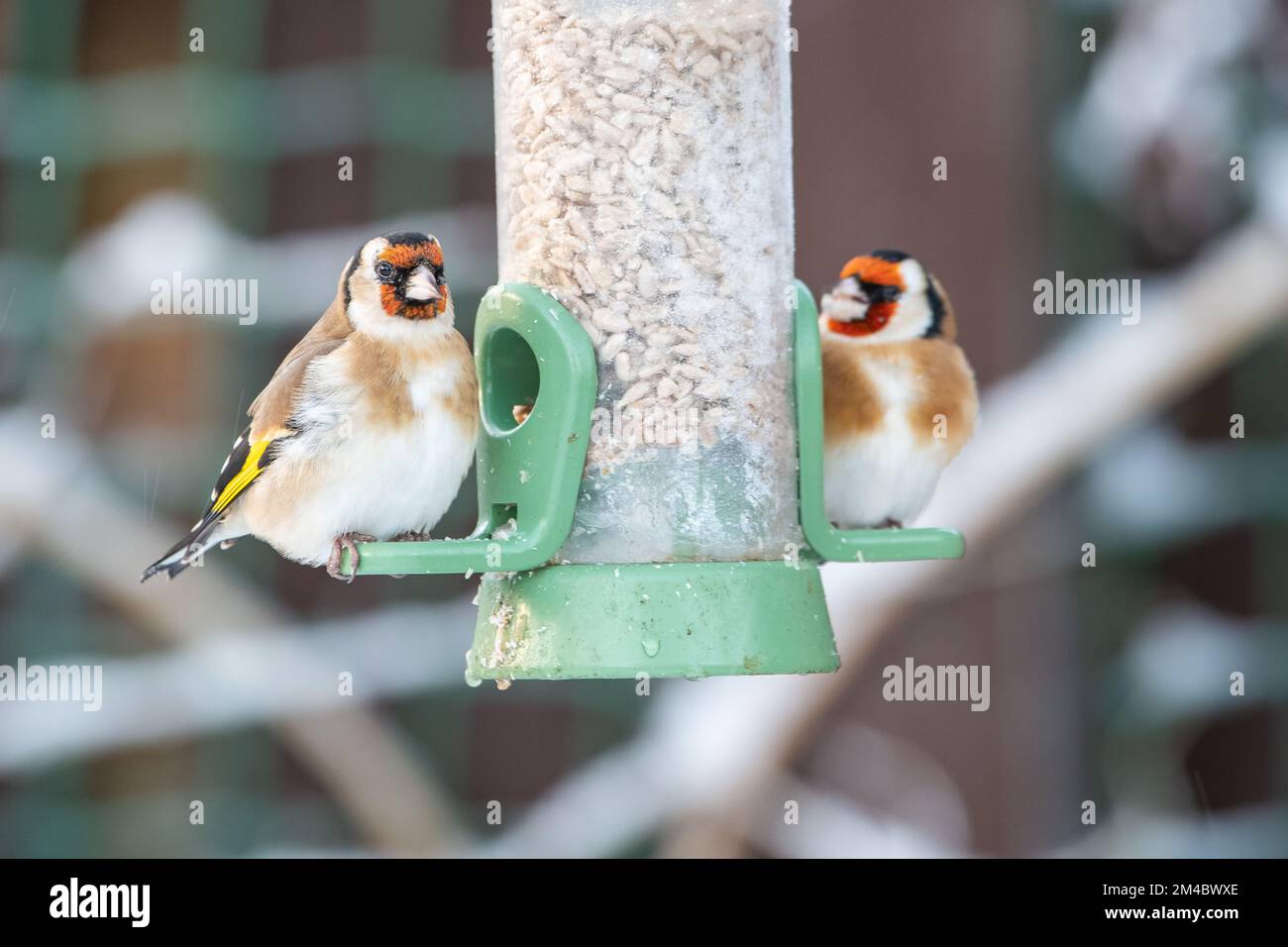 Goldfinch (Carduelis carduelis), Inverurie, Aberdeenshire, Scotland, UK ...