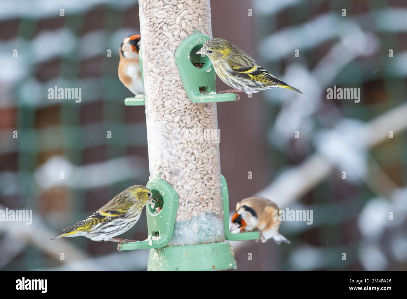 Female avian hi-res stock photography and images - Alamy