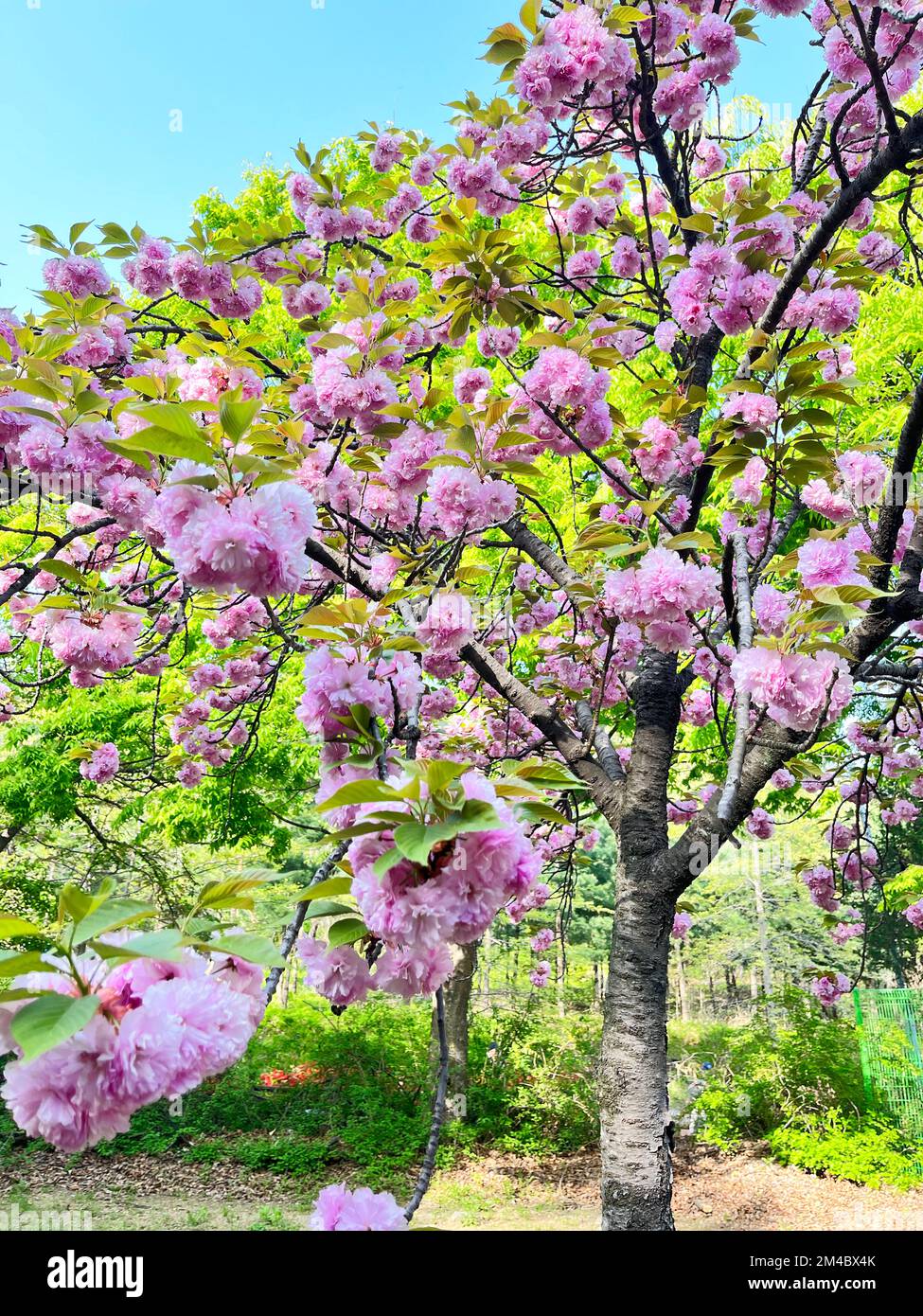 Double cherry blossoms in the park on a spring day Stock Photo - Alamy