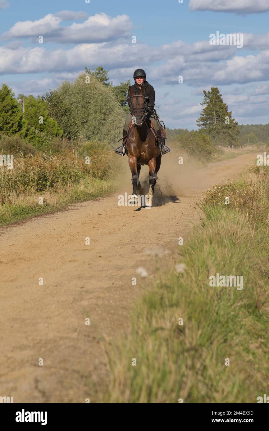 Lady trains a horse sitting in a sulky on a track. High quality photo ...