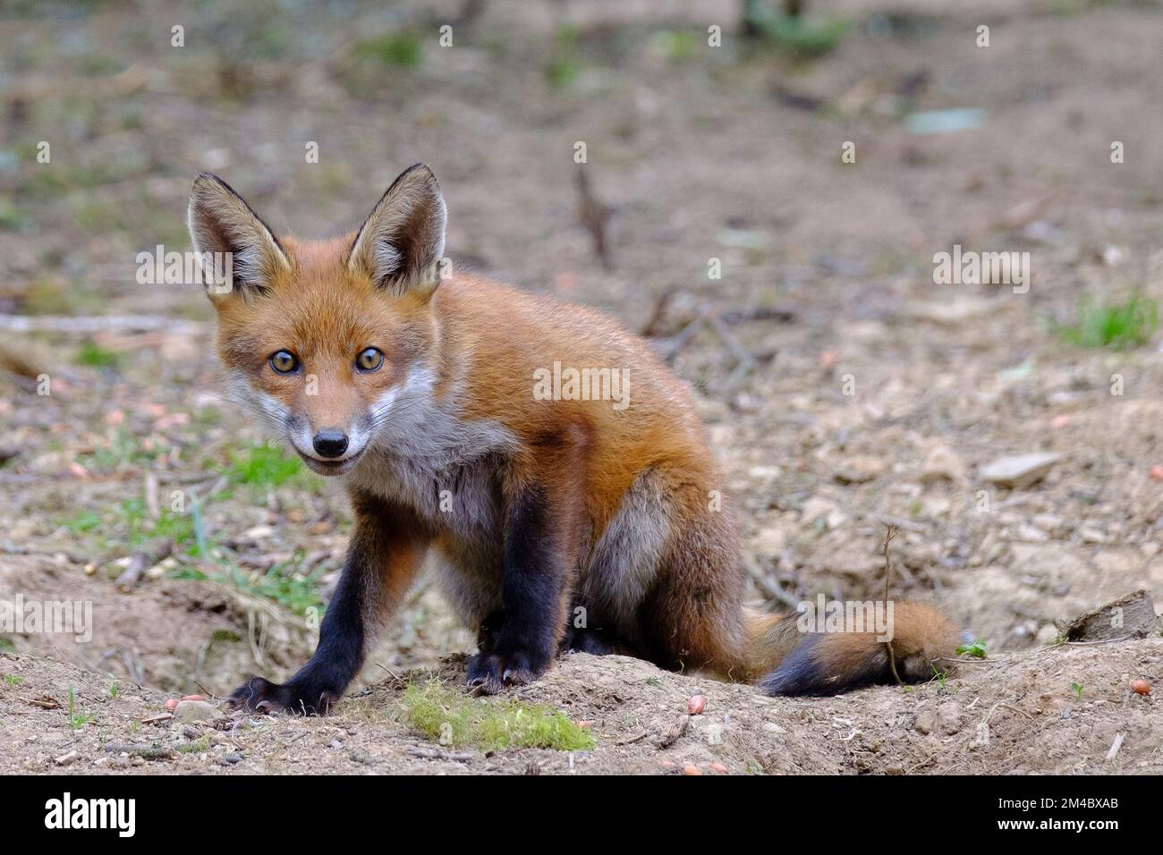 Red Fox Cub, Vulpes Vulpes Stock Photo - Alamy
