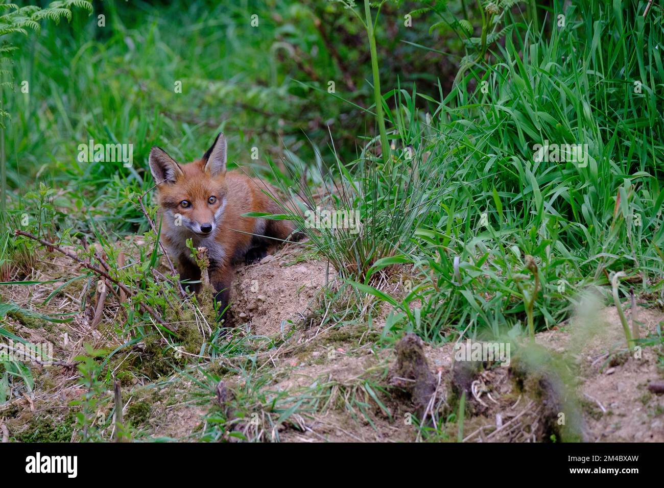 Red Fox Cub Peeping through grass Stock Photo - Alamy