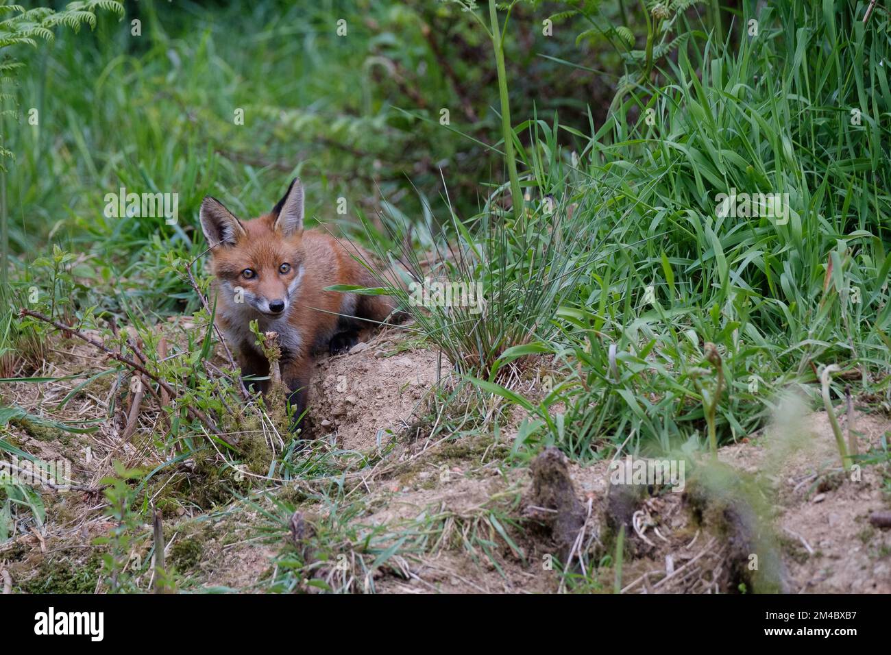 Peeping fox hi-res stock photography and images - Alamy