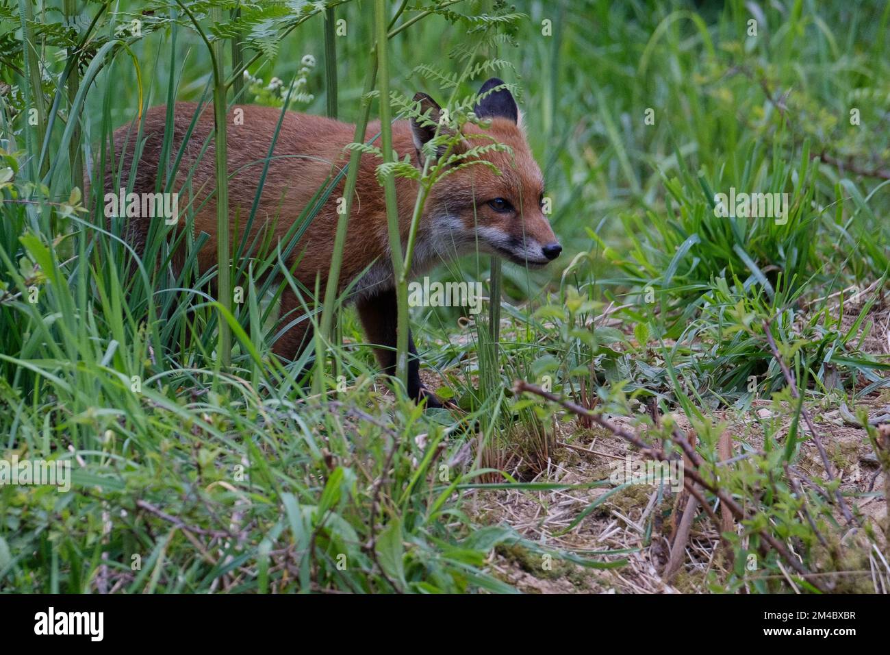 Peeping fox hi-res stock photography and images - Alamy