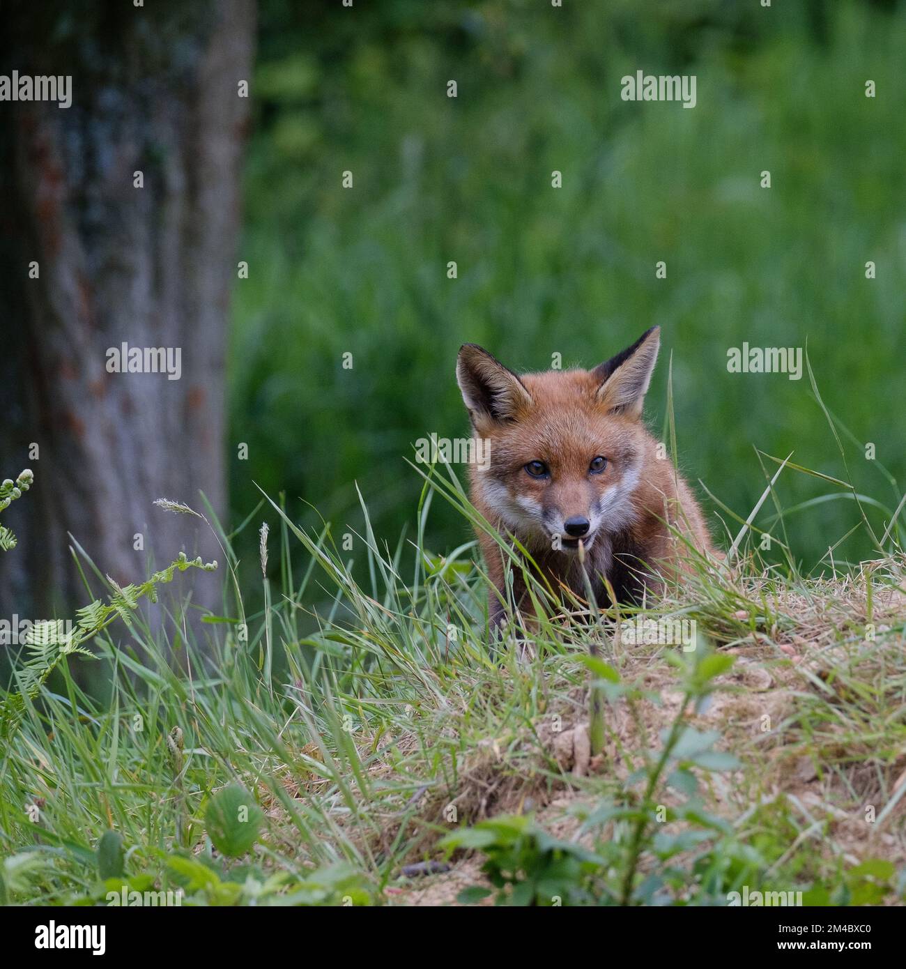 Red Fox Cub Peeping through grass Stock Photo - Alamy