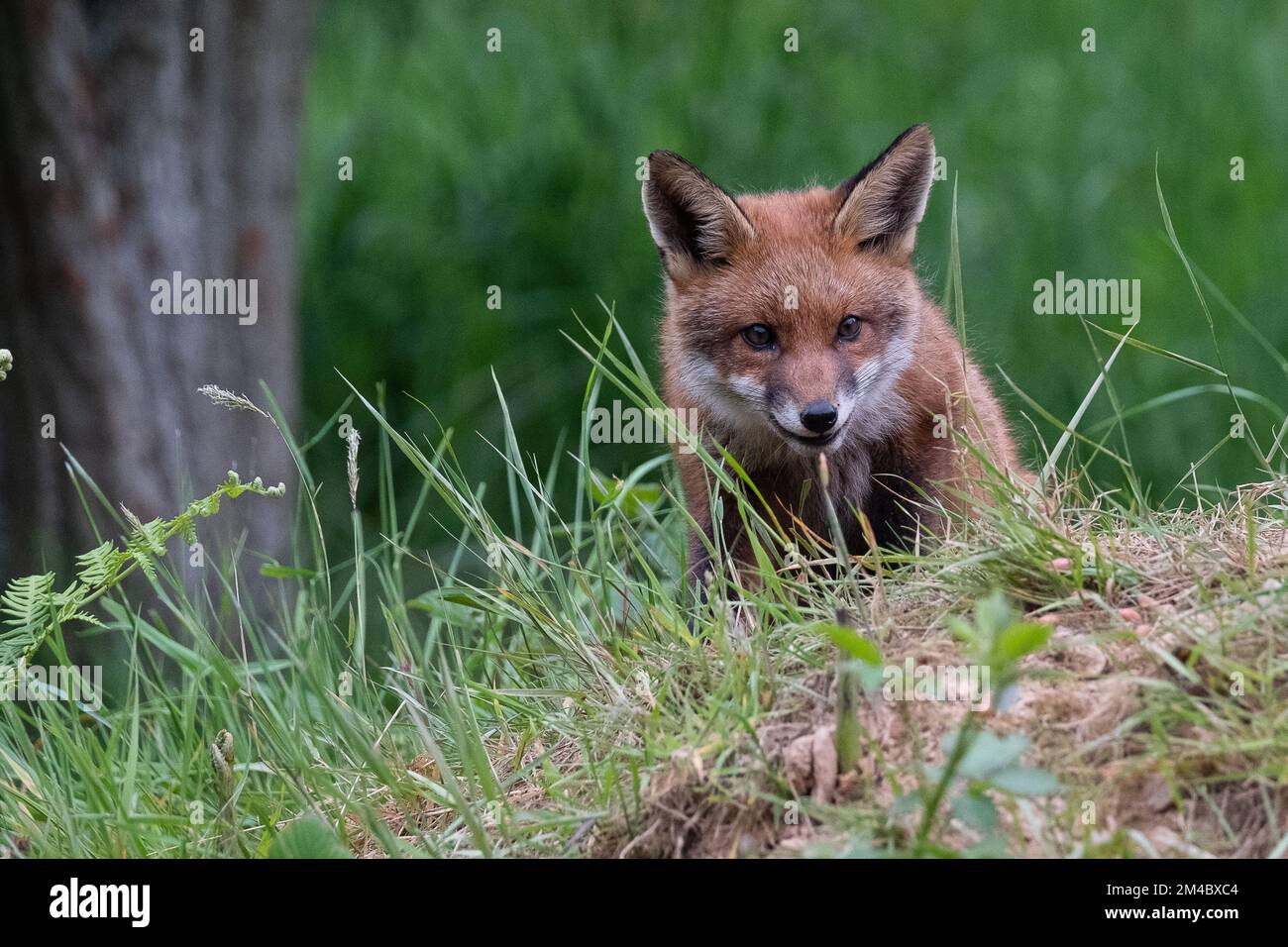 Red Fox Cub Peeping through grass Stock Photo - Alamy