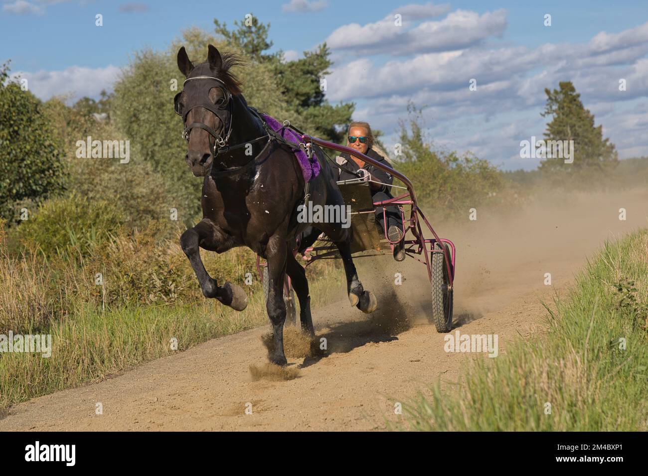 Lady trains a horse sitting in a sulky on a track. High quality photo ...