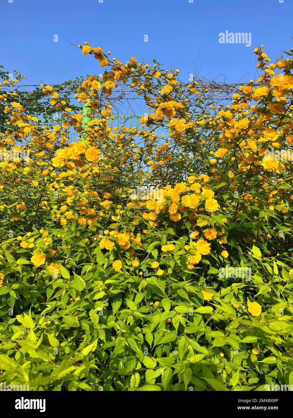 Kerria japonica in the park on a spring day, beautiful yellow flowers ...