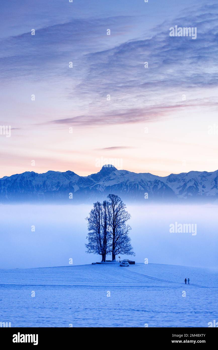 tilia tree standing in mist during blue hour in winter on Ballenbühl in ...