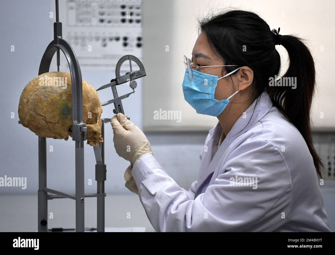 Skull measuring hi-res stock photography and images - Alamy