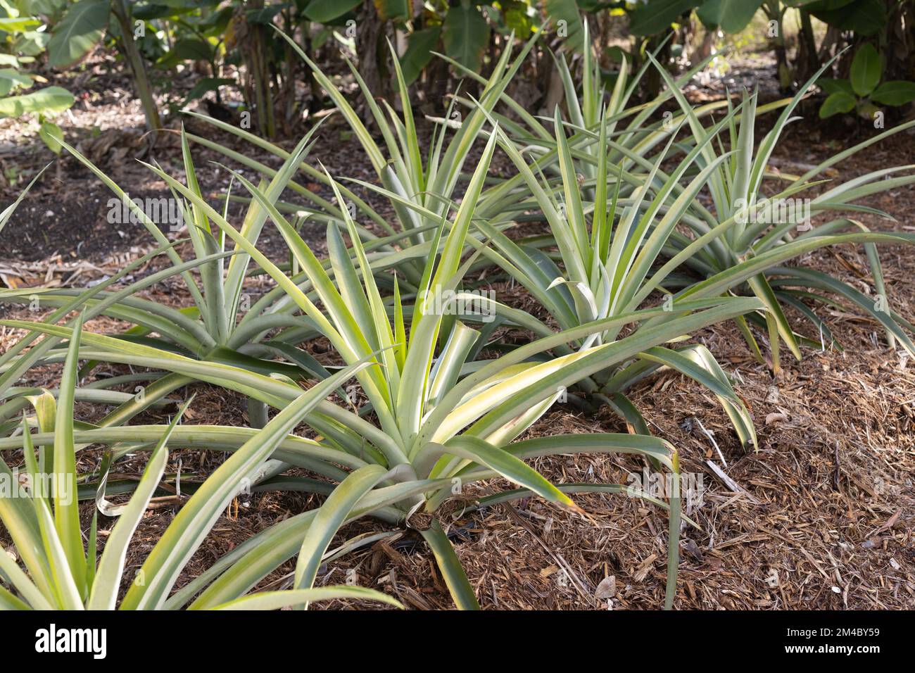 Ananas comosus - pineapple plants growing in a garden in Florida Stock ...