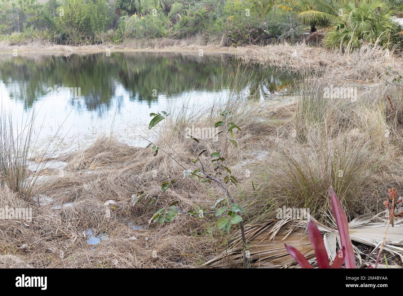 Littoral area hi-res stock photography and images - Alamy