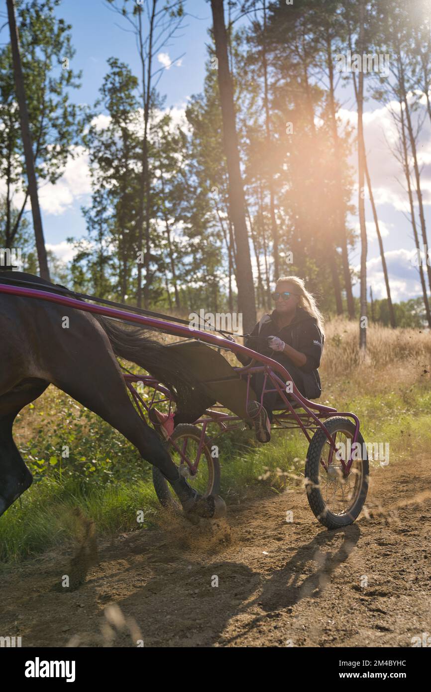 Lady trains a horse sitting in a sulky on a track. High quality photo ...